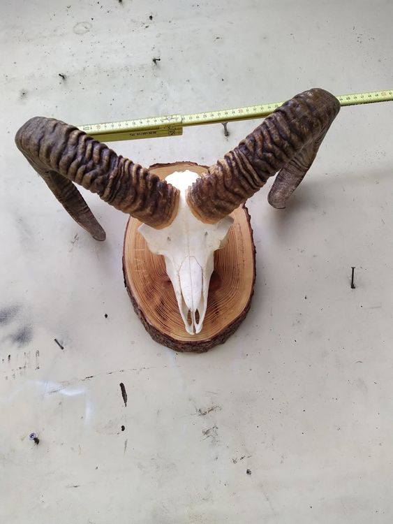 Widder Trophäe Mufflon | Kaufen auf Ricardo