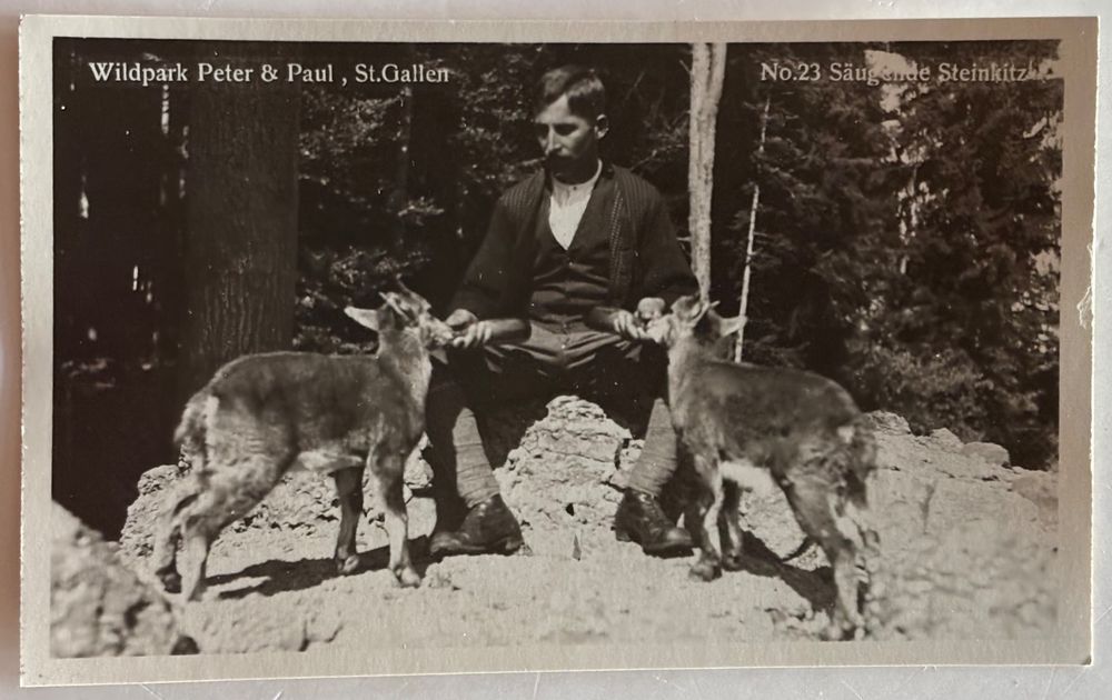 St. Gallen, Wildpark Peter & Paul (Gebraucht) in Frauenfeld für CHF 3.8 ...