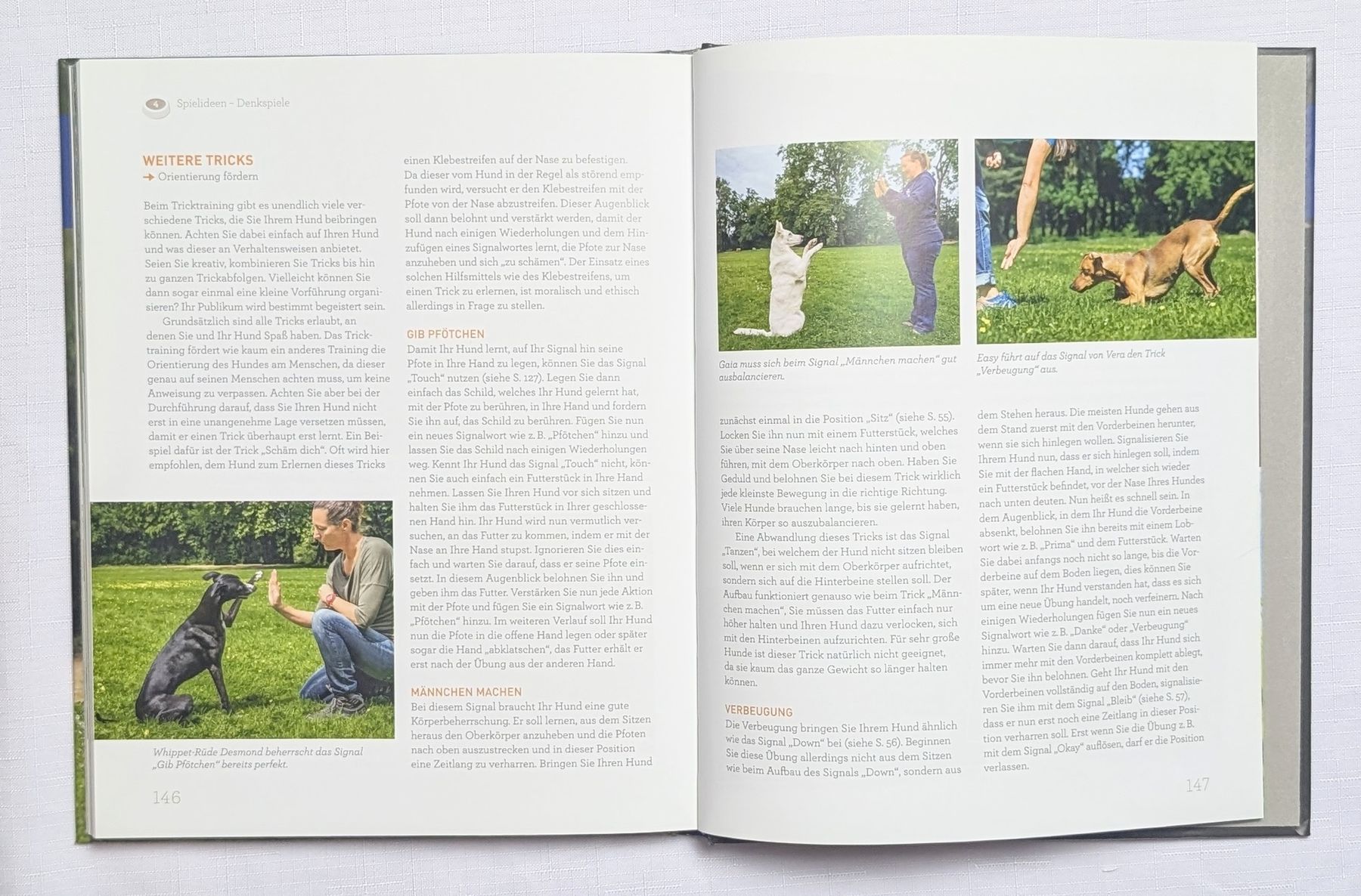 Hunde beschäftigen mit Martin Rütter - Andrea Buisman (Neu (gemäss ...