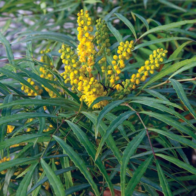 Mahonia sans épines 'Soft caress' (Neuf (Voir description)) à Bremblens ...