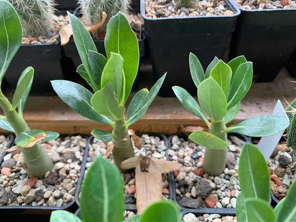 Adenium obesum Arabicum | Kaufen auf Ricardo
