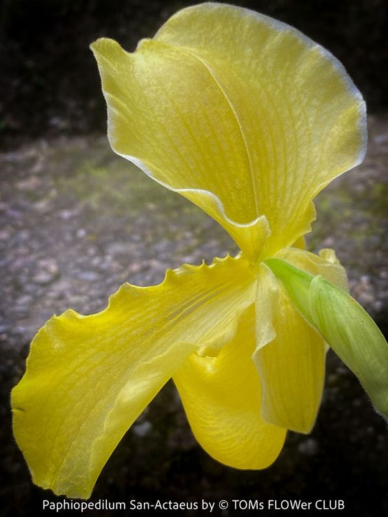 Paphiopedilum San-Actaeus - Frauenschuh-Orchidee (Neu und ...