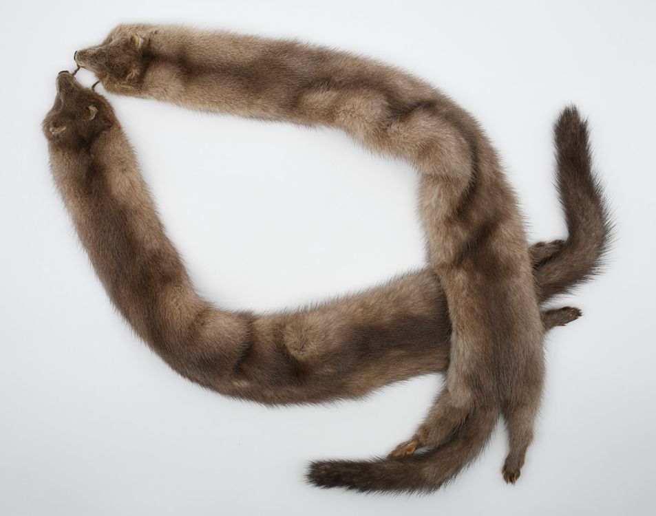 Nerz Schal Stola (Gebraucht) in Dürnten für CHF 10 – mit Lieferung auf ...