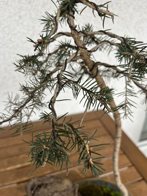 Rottanne (Fichte) Bonsai | Kaufen auf Ricardo