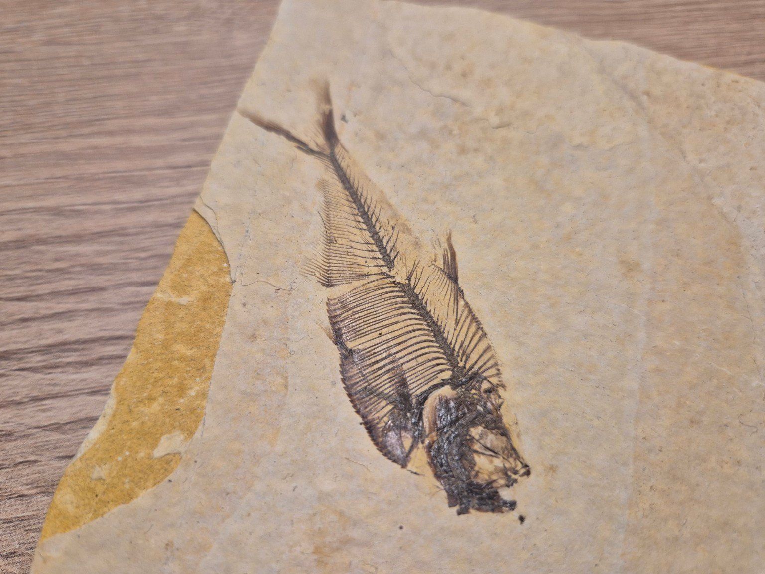 Fossile de poisson ancien – env. 50 millions d’années (Gebraucht) in ...