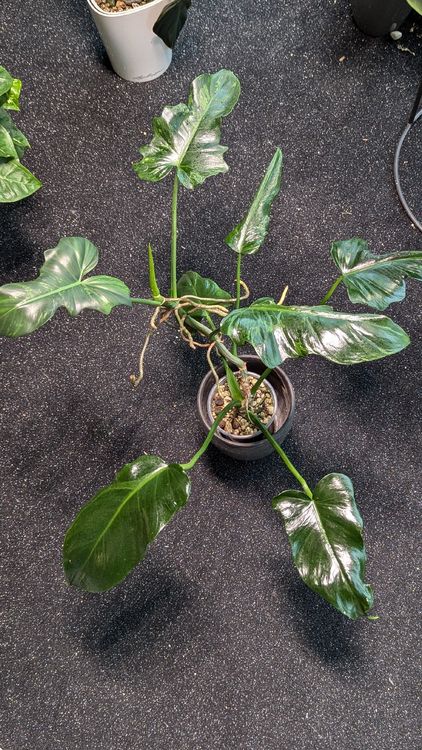 Philodendron Golden Dragon Mottled (Neu (gemäss Beschreibung)) in ...