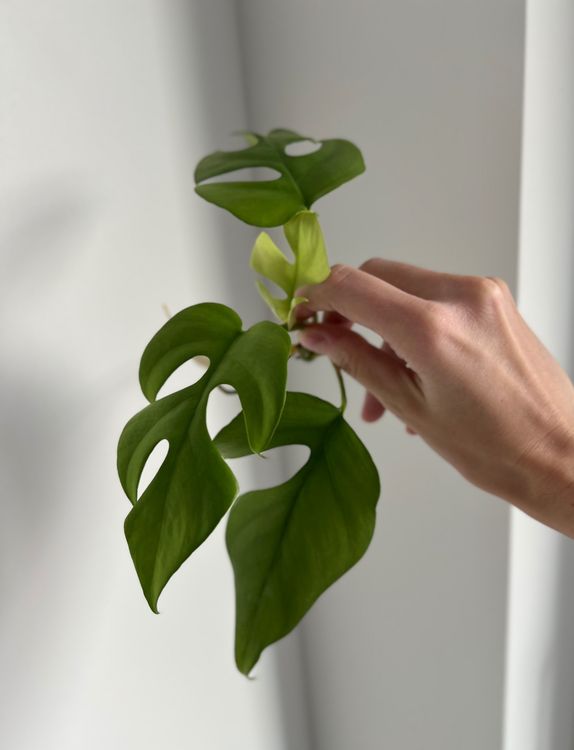 Monstera minima Steckling (kräftig bewurzelt) (Gebraucht) in Glattpark ...