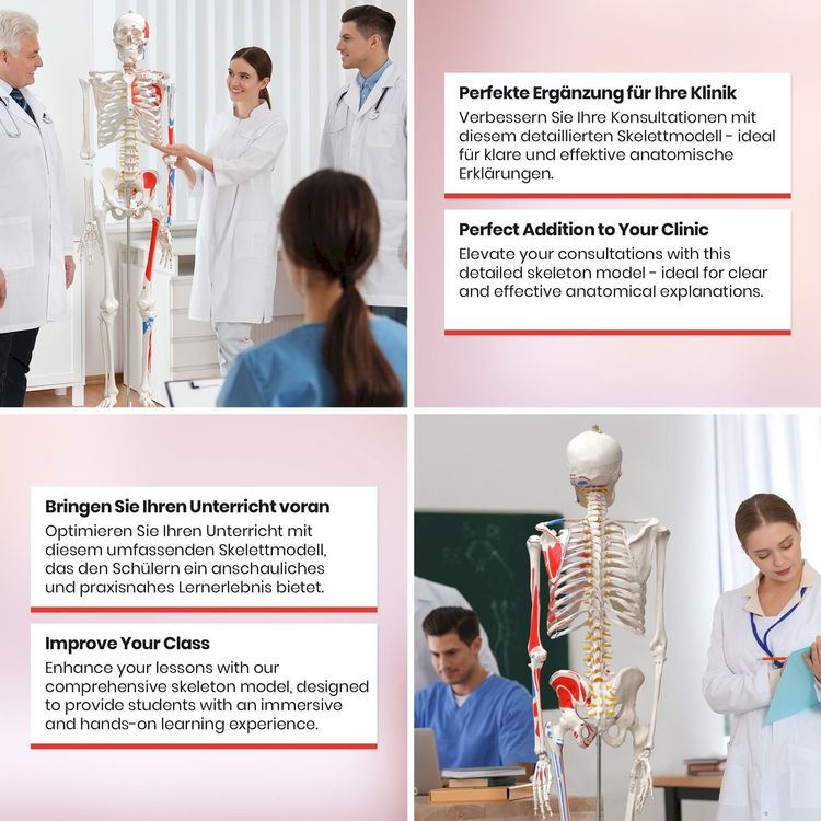 Menschliches Anatomie Skelett 181 cm (Neu und originalverpackt) in ...