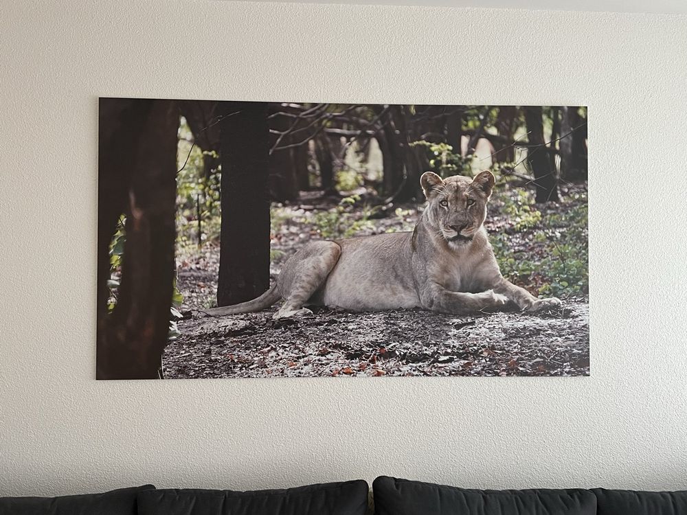 Grossformat-Bild Löwin (Unikat) (Neu (gemäss Beschreibung)) in ...