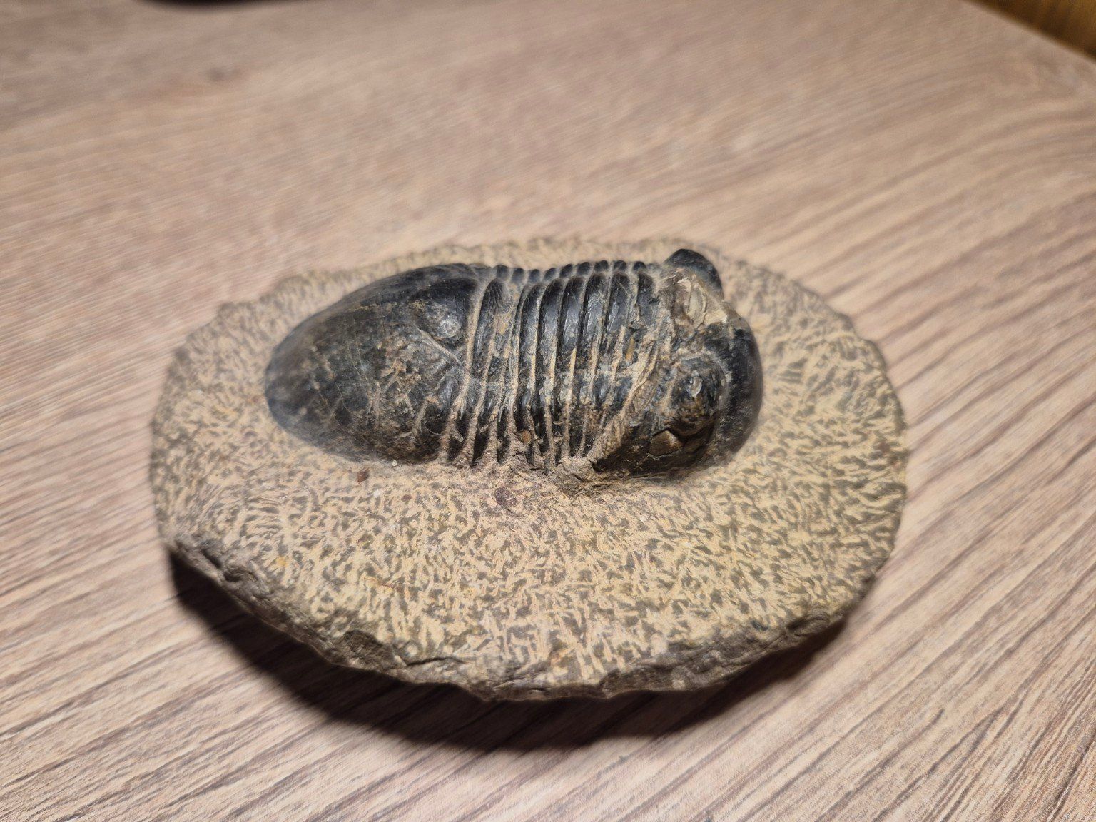 Trilobite fossile authentique sur matrice (D'occasion) à Sugnens pour ...