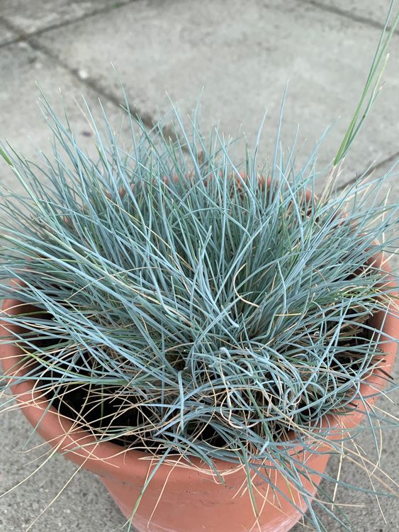 Blauschwingel Gras Steingarten Gartenpflanze 17 cm ø (Neu (gemäss ...