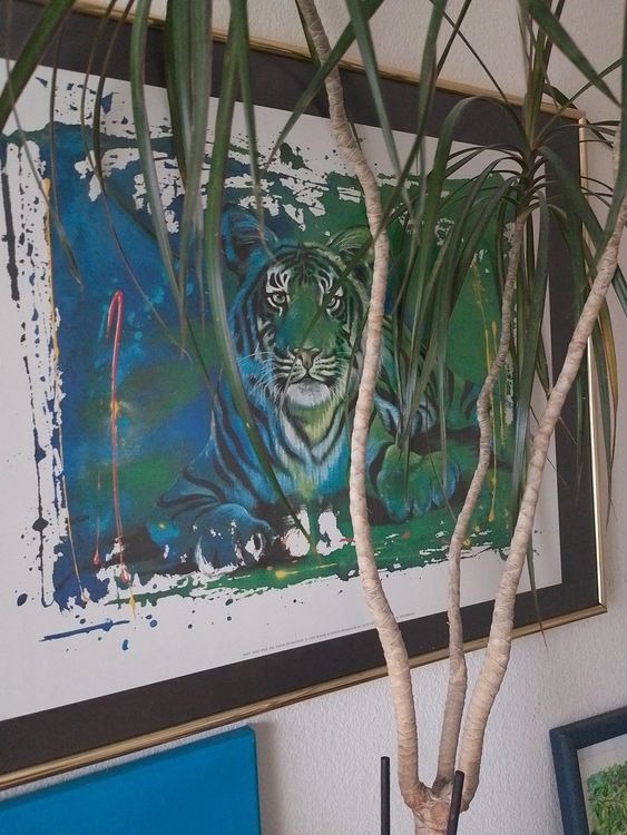 Rolf Knie, Tiger (Gebraucht) in Weinfelden für CHF 20 – nur Abholung auf Ricardo kaufen