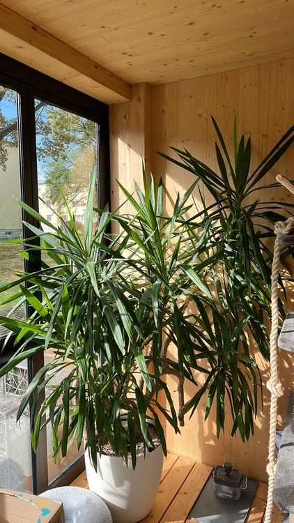 Grosse Yucca Palme mit Topf (180cm) | Kaufen auf Ricardo