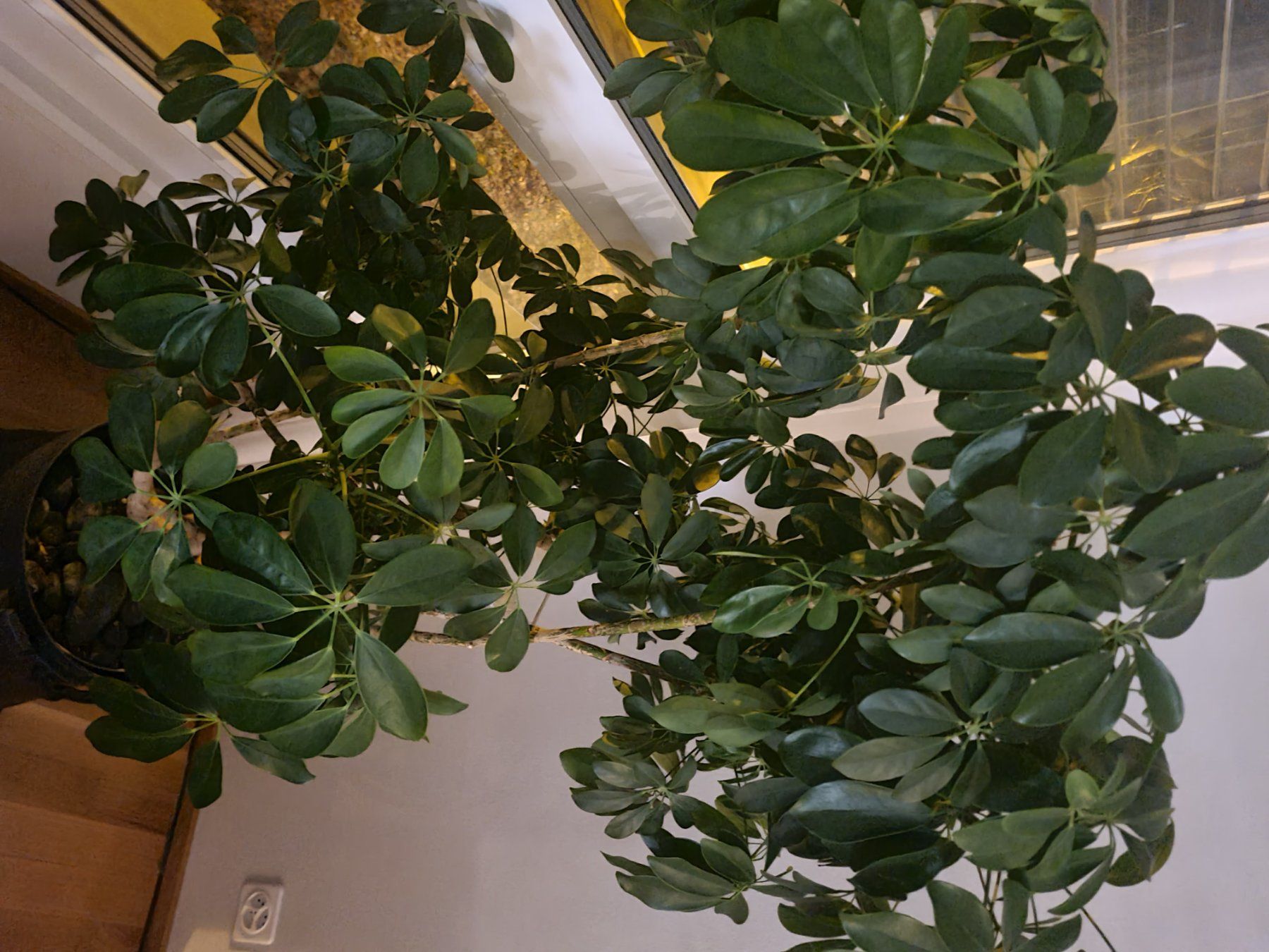 Pflanze Shefflera, Glücksbringer fürs Büro oder Zuhause! (Gebraucht) in ...