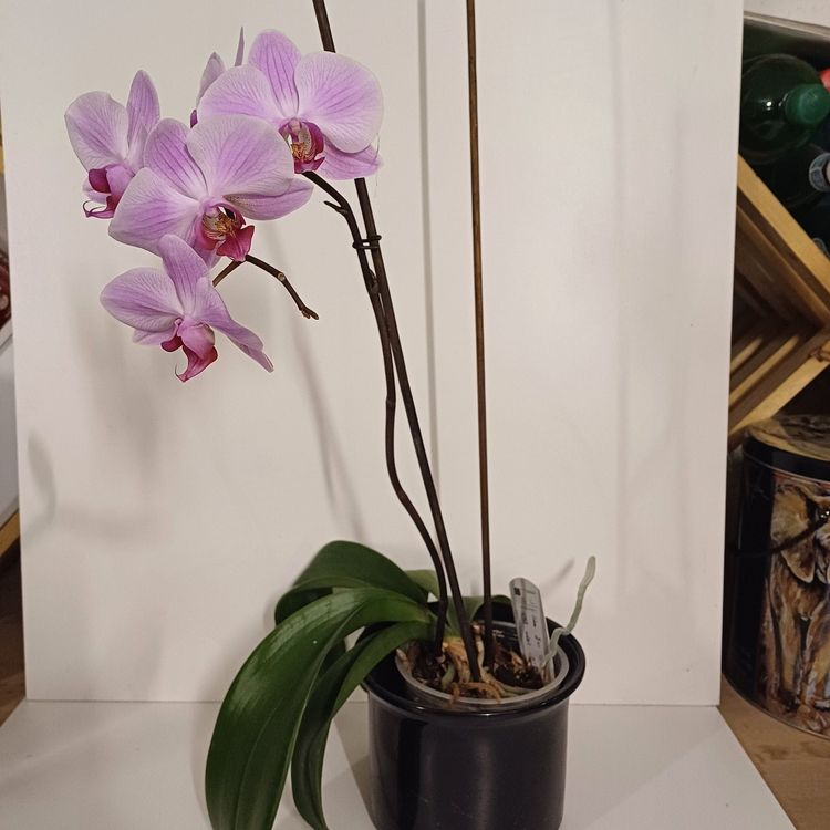 Magnifique orchidée Phalaenopsis rose pâle (Gebraucht) in Villeneuve VD ...