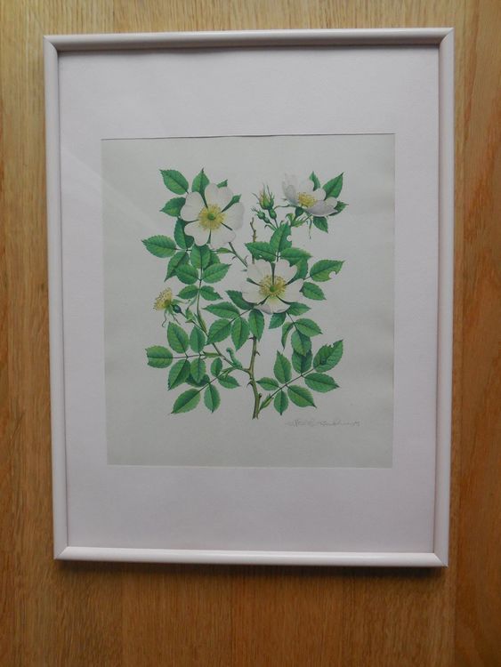 Niklaus Stoecklin: Blumenbild (Gebraucht) in Birsfelden für CHF 150 – mit Lieferung auf Ricardo ...