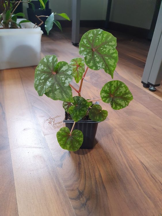 Begonia dregei - Caudex Begonie (Gebraucht) in Diessenhofen für CHF 5 ...