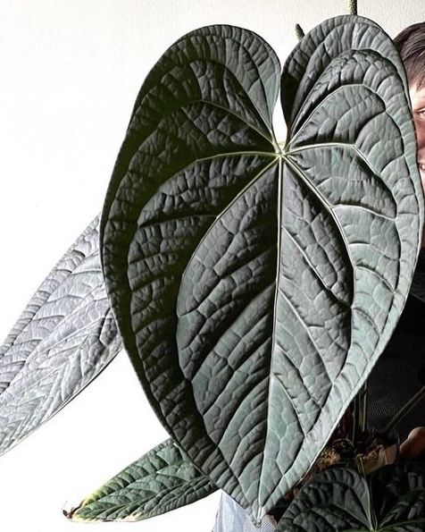 Anthurium magnificum x luxurians Rarität | Kaufen auf Ricardo