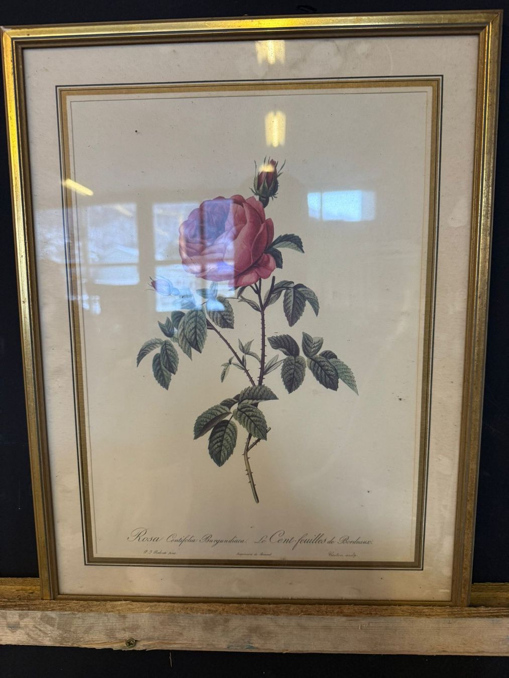 Antike Rosen-Illustration, gerahmt, Vintage-Charme! (52) (Gebraucht) in Näfels für CHF 20 – nur ...