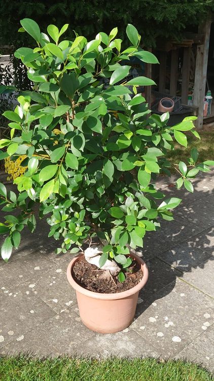 Ficus Benjamina mit Topf 150cm | Kaufen auf Ricardo