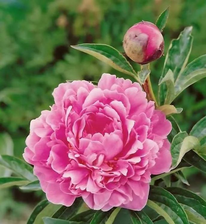 Pfingstrose rosa (Gebraucht) in Muttenz für CHF 1 – nur Abholung auf ...