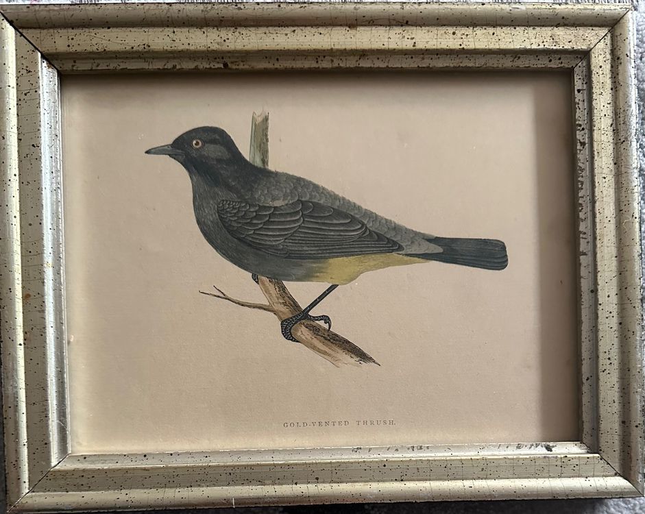 Antike Colorierte Stich Gold-Vented Thrush (Gebraucht) in Hochdorf für ...