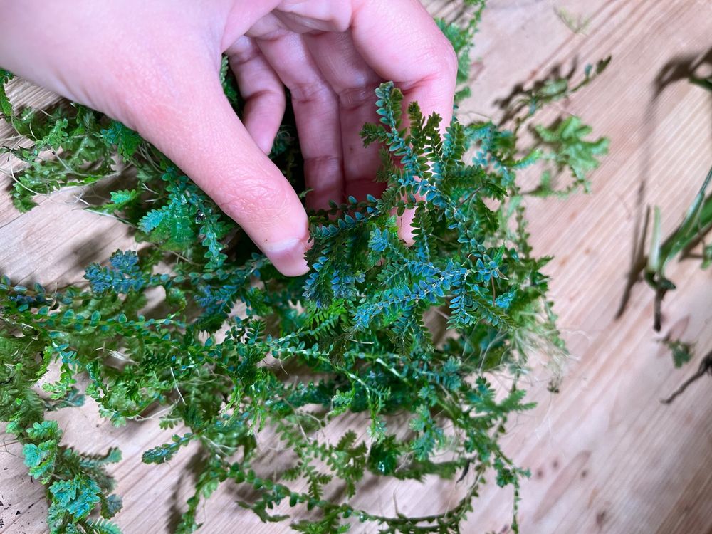 Peacock Fern / Peacock Moss (Selaginella uncinata) | Kaufen auf Ricardo