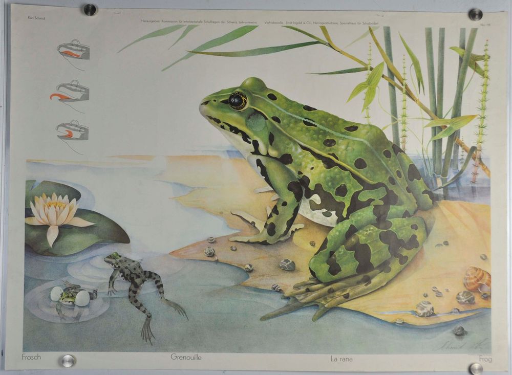 Schulwandbild Frosch von Karl Schmid 1963 @ti (Gebraucht) in Härkingen ...
