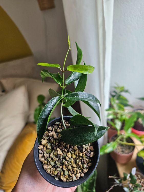 Hoya Clorantha | Kaufen auf Ricardo