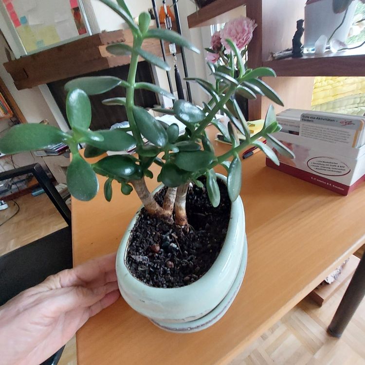 Bonsai, Geldbaum aus Madeira | Kaufen auf Ricardo