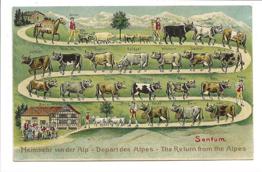 Sentum - Heimkehr von der Alp - Bauernhof - Präge-Litho 1911 (Gebraucht ...