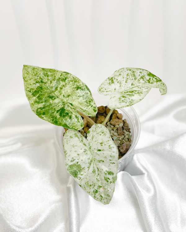 Alocasia Odora Batik | Kaufen auf Ricardo