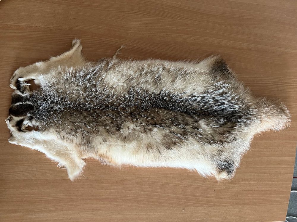 Dachs Fell Wildfang aus Nordamerika (Neu (gemäss Beschreibung)) in Jona ...