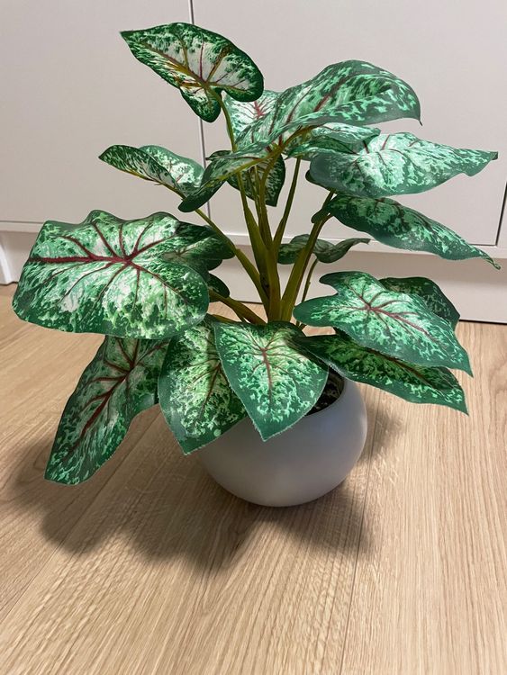 Künstliche Pflanze, Dekopflanze, Kaladie Textil (Gebraucht) in Winkel für CHF 7 – mit Lieferung ...