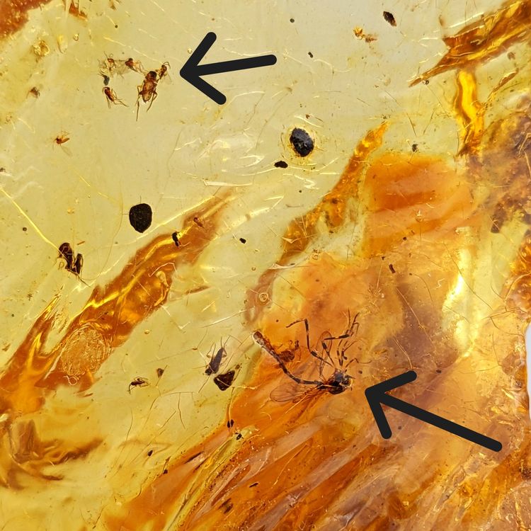 HONIGFARBENER KOPAL-BERNSTEIN mit MÜCKEN und INSEKTEN (Neu (gemäss Beschreibung)) in Balerna für ...