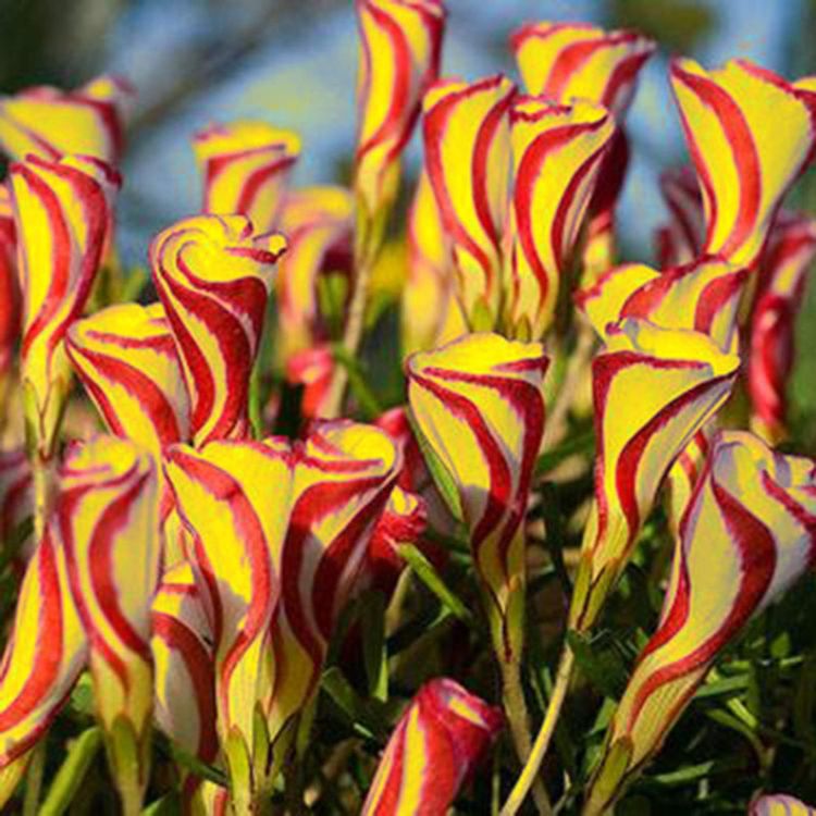 Oxalis Golden Cape ! RARE ( 3x ) (Neu (gemäss Beschreibung)) in ...