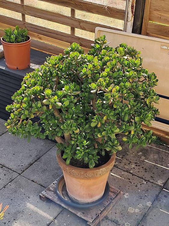 Geldbaum (Gebraucht) in Täuffelen für CHF 50 – nur Abholung auf Ricardo ...
