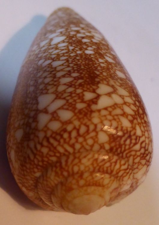SCHÖNE CONUS OMARIA VIPERINUS,--GEM -SAMMLER -MUSCHEL (Gebraucht) in ...