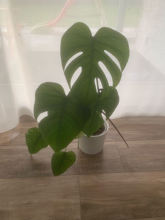 Monstera Deliciosa Kunzo White Monster (Gebraucht) in Wangen b. Olten ...