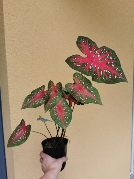 Caladium Red splash | Kaufen auf Ricardo
