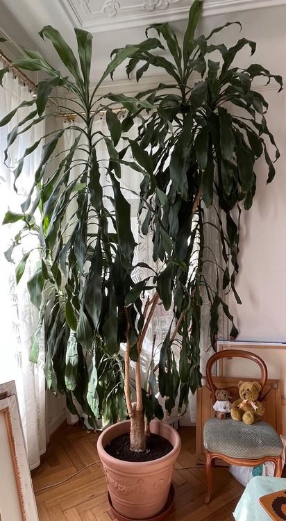 Jucca Palme | Kaufen auf Ricardo