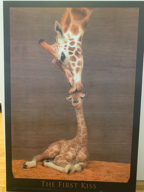 THE FIRST KISS Giraffen-Bild (Gebraucht) in Embrach für CHF 10 – nur Abholung auf Ricardo kaufen