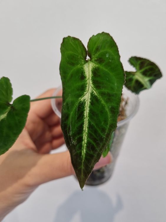 Syngonium Rayii | Kaufen auf Ricardo