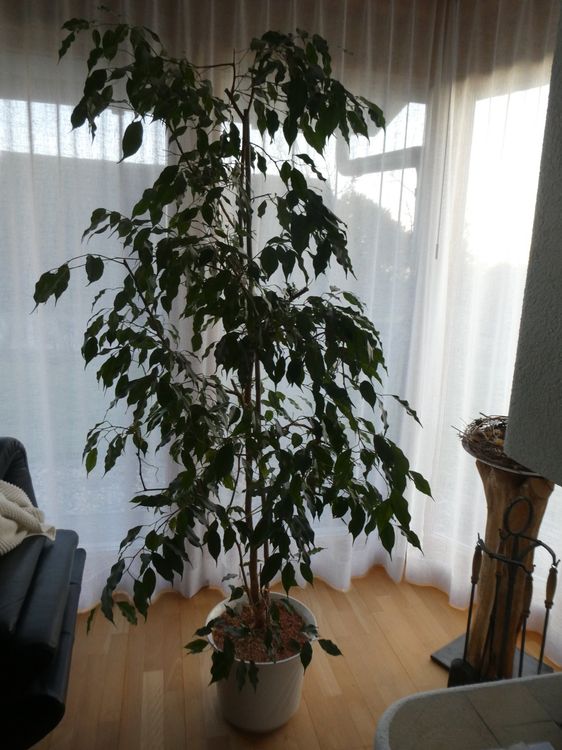 Ficus Benjamini mit Topf | Kaufen auf Ricardo