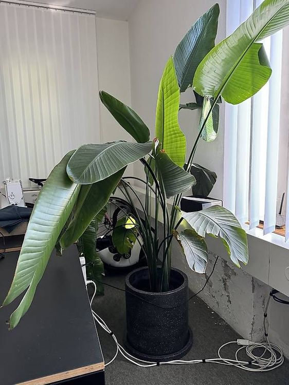 Grosse Paradiesvogelblume / Strelitzie (inkl. Topf) (Gebraucht) in Forch für CHF 175 – nur ...