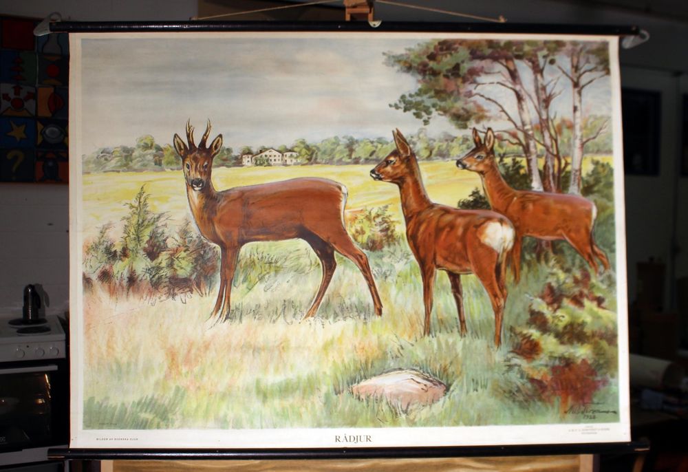 Schulwandbild REHE / Wild von Nils Tiren | Kaufen auf Ricardo