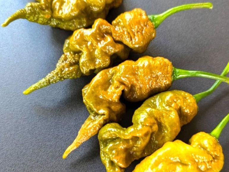 Chili - Golden Primotalii, 🔥 4, extrem scharf, 5 Samen (Neu und ...