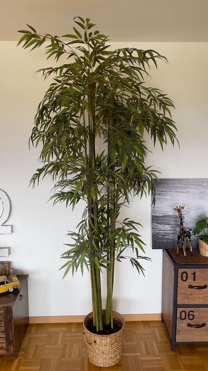 Künstlicher Bambus 230 cm inkl. Flechtkorb / Nur Abholung | Kaufen auf Ricardo