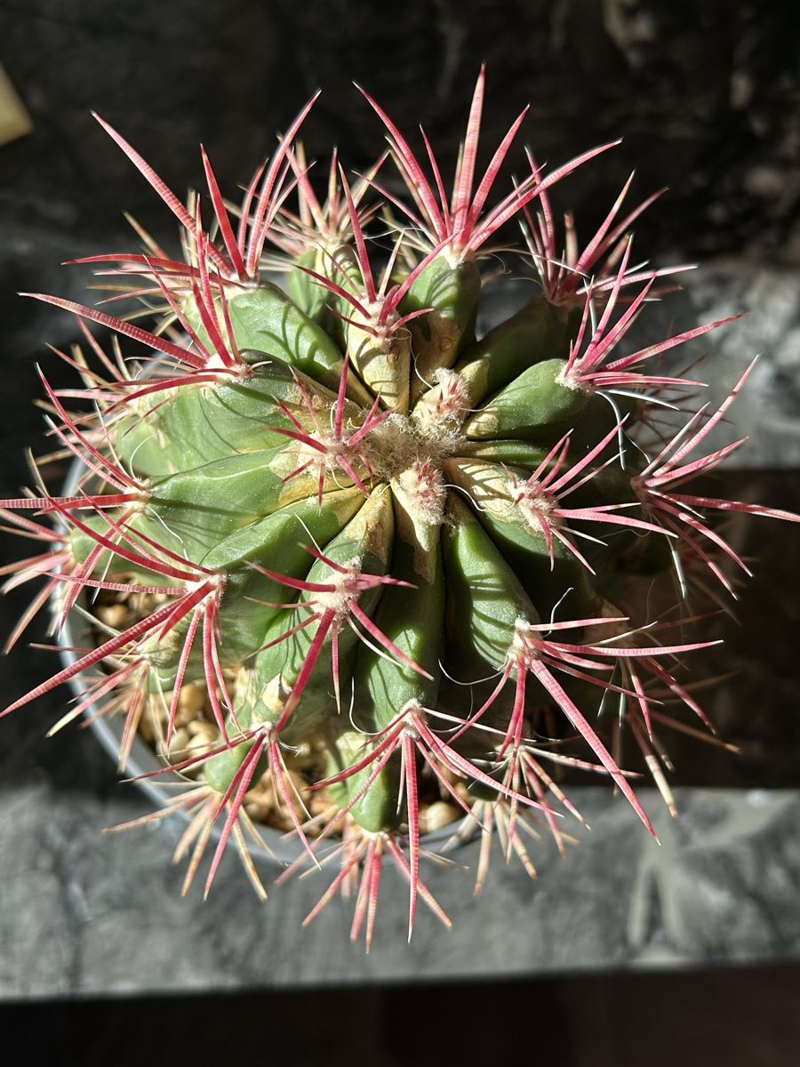 Cactus Biznaga Barril (D'occasion) à Biel/Bienne pour CHF 5 – retrait ...