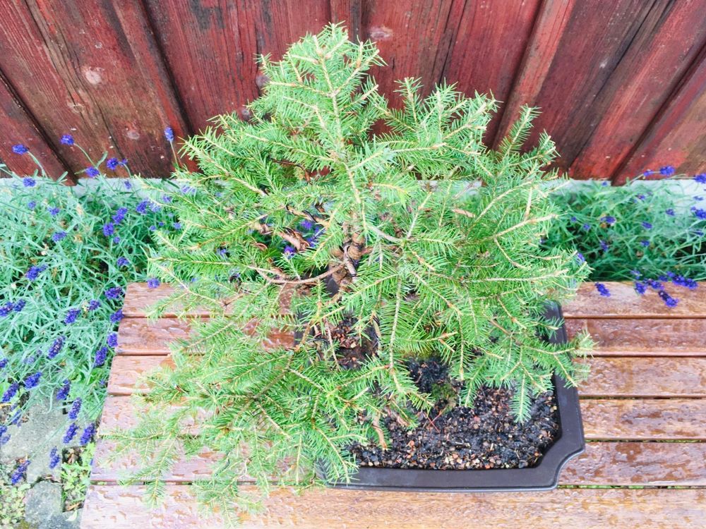 Bonsai Picea Abies - Fichte/Rottanne | Kaufen auf Ricardo